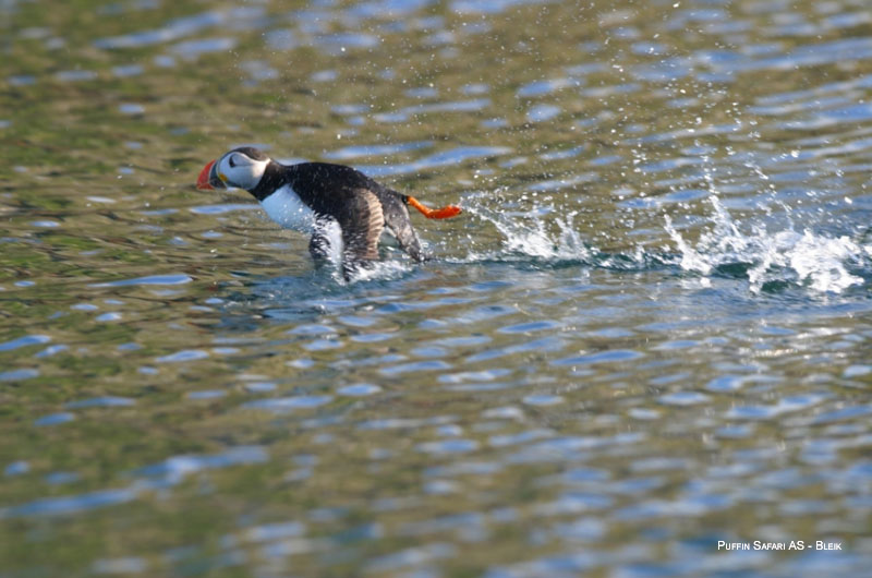 Puffin Safari in Bleik bei Andenes