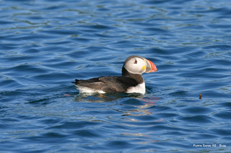 Puffin Safari in Bleik bei Andenes