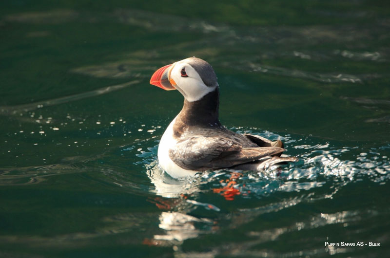 Puffin Safari in Bleik bei Andenes