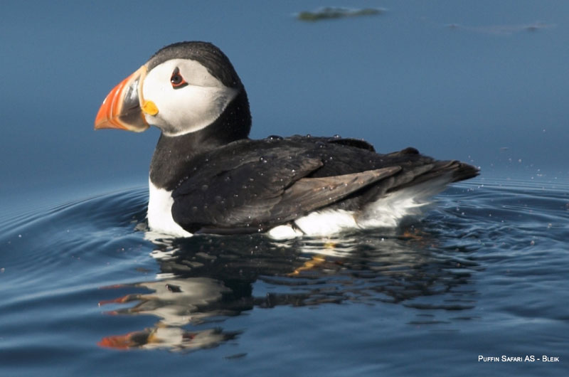 Puffin Safari in Bleik bei Andenes