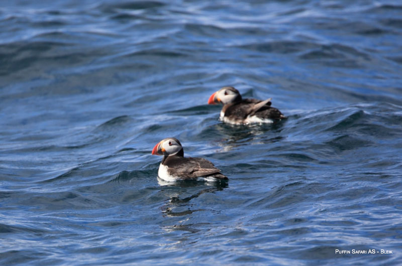 Puffin Safari in Bleik bei Andenes