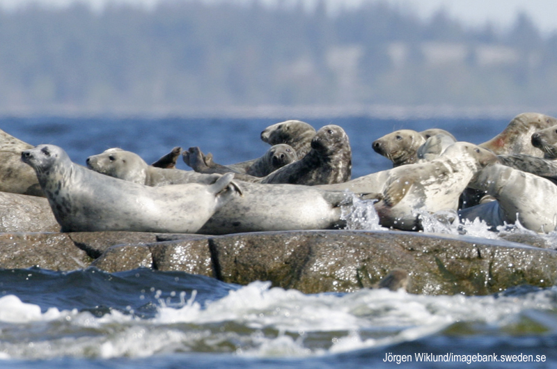 Robben beobachten Schweden